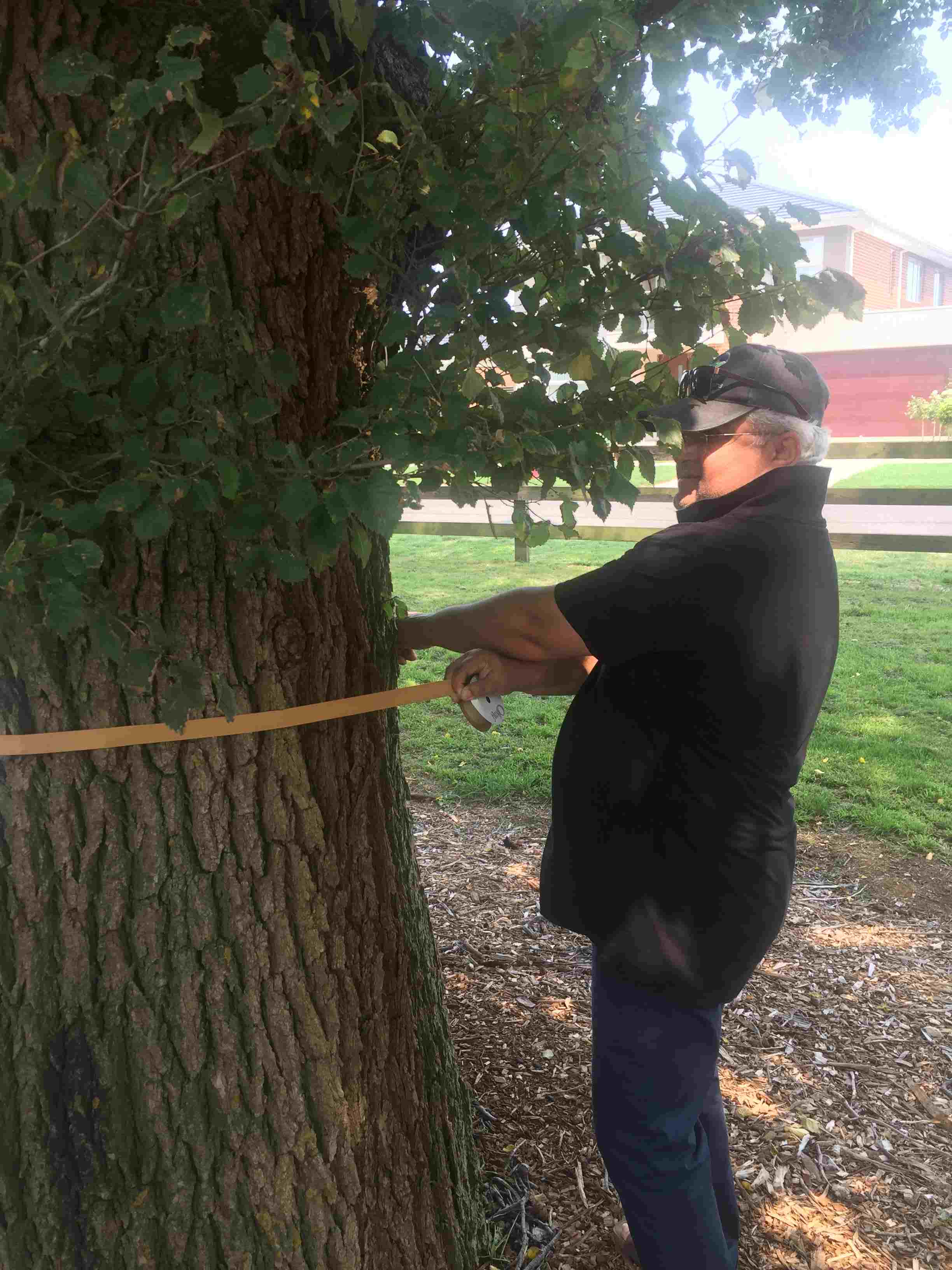 Tree Labelling Activity – Friends of the Tulliallan Elms