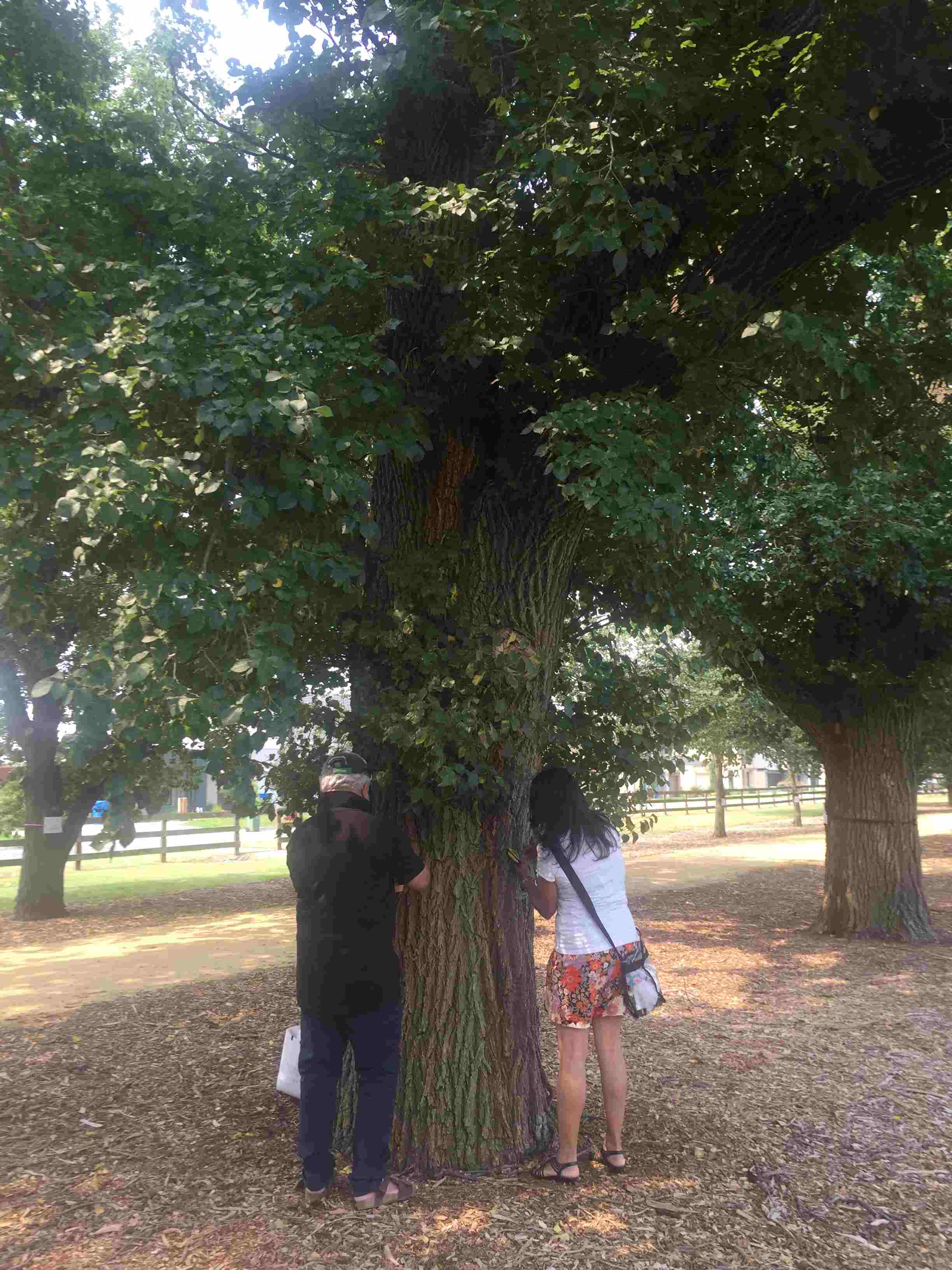 Tree Labelling Activity – Friends of the Tulliallan Elms