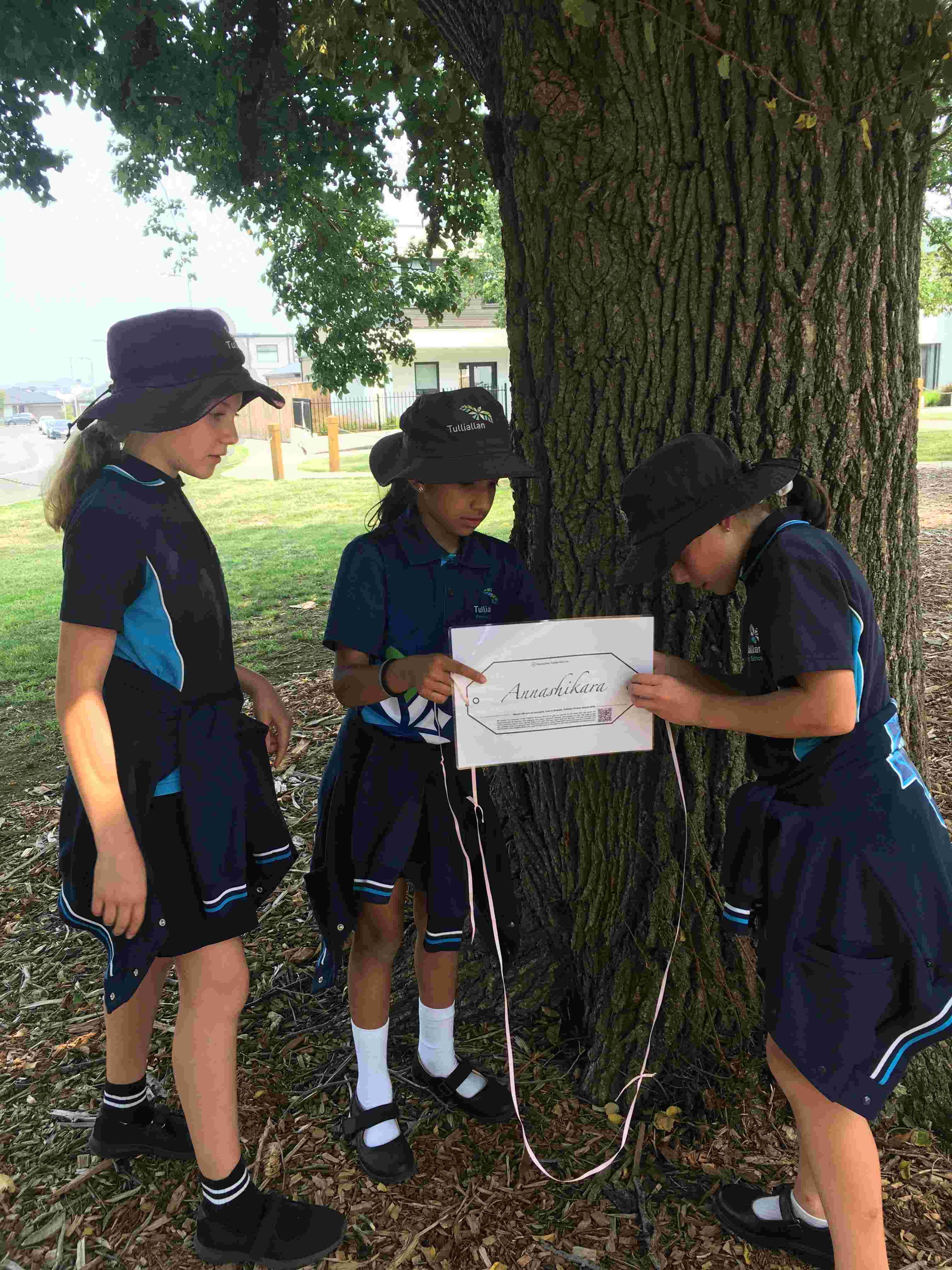 Tree Labelling Activity – Friends of the Tulliallan Elms